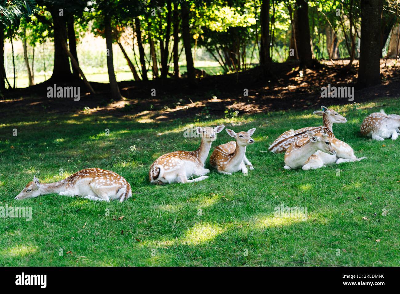 A group of fallow deer resting on the grass in the shade of trees Stock Photo - Alamy