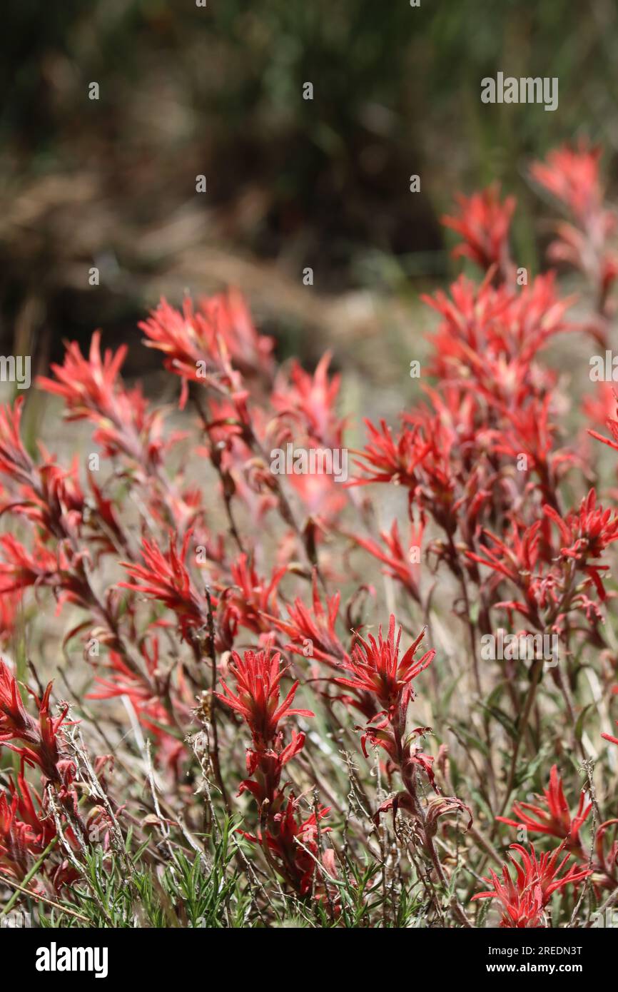 Pine Wavy Leaf Paintbrush, Castilleja Applegatei Subspecies Pinetorum ...