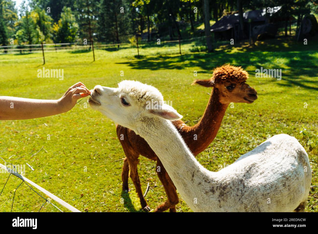Human feeds an alpaca from his hands on an alpaca farm Stock Photo - Alamy
