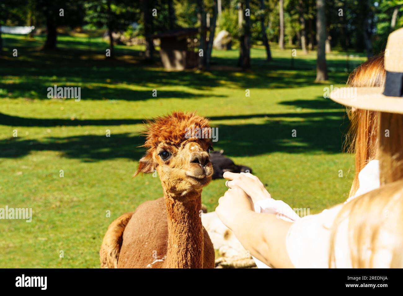 A woman feeds a young brown alpaca from her hand on a farm on a sunny ...