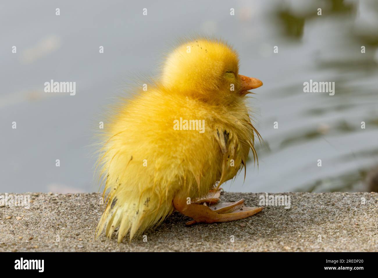 Cute little fluffy bright yellow duckling Stock Photo - Alamy
