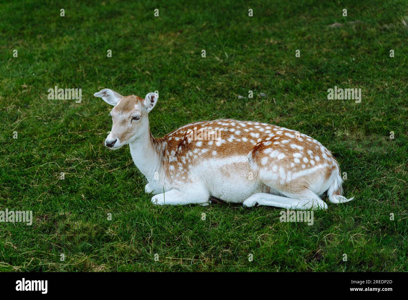 Spotted red and white female fallow deer lying on the grass Stock Photo ...