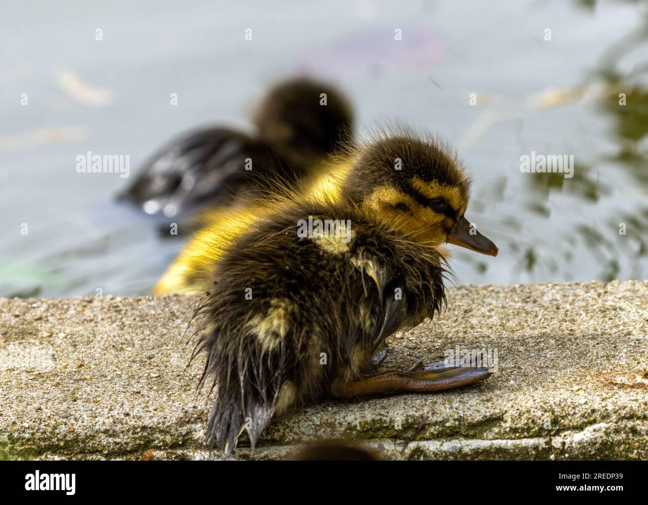 Cute little fluffy ducking Stock Photo - Alamy