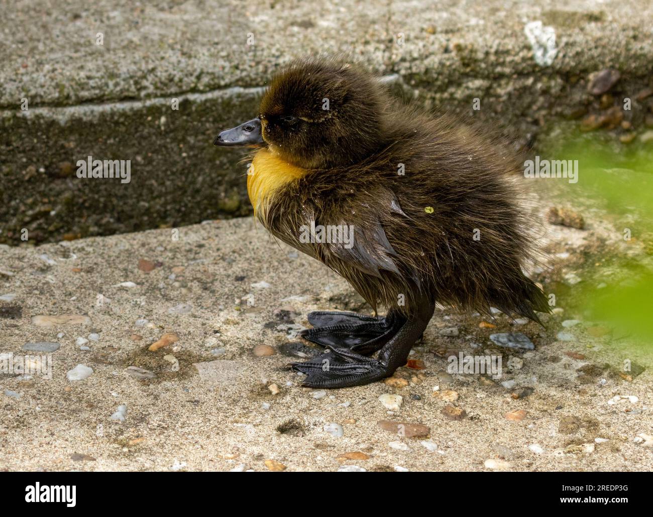 Cute little fluffy ducking Stock Photo - Alamy