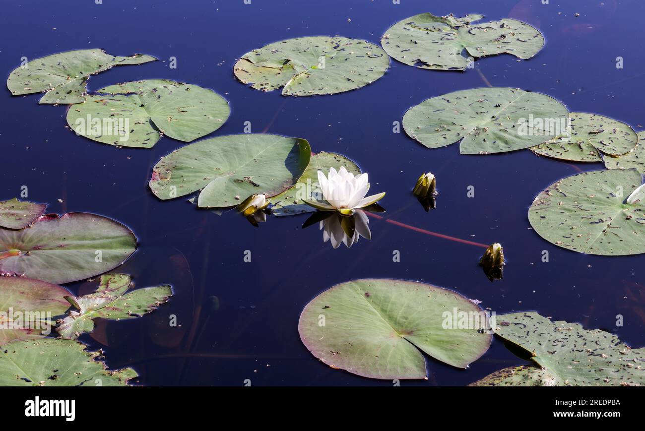 Nymphaea alba candida water lily hi-res stock photography and images ...