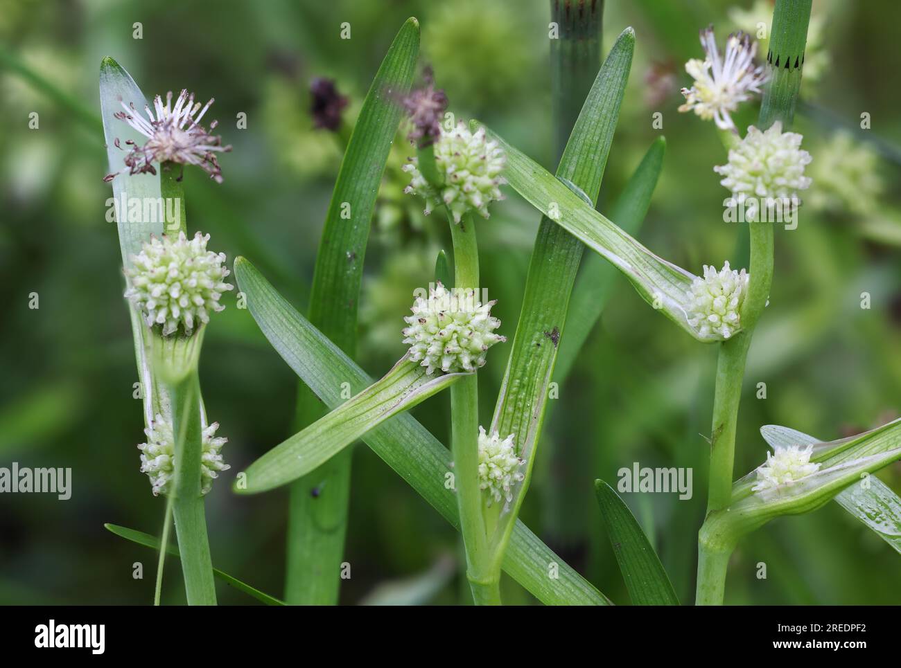 Typhaceae family hi-res stock photography and images - Alamy