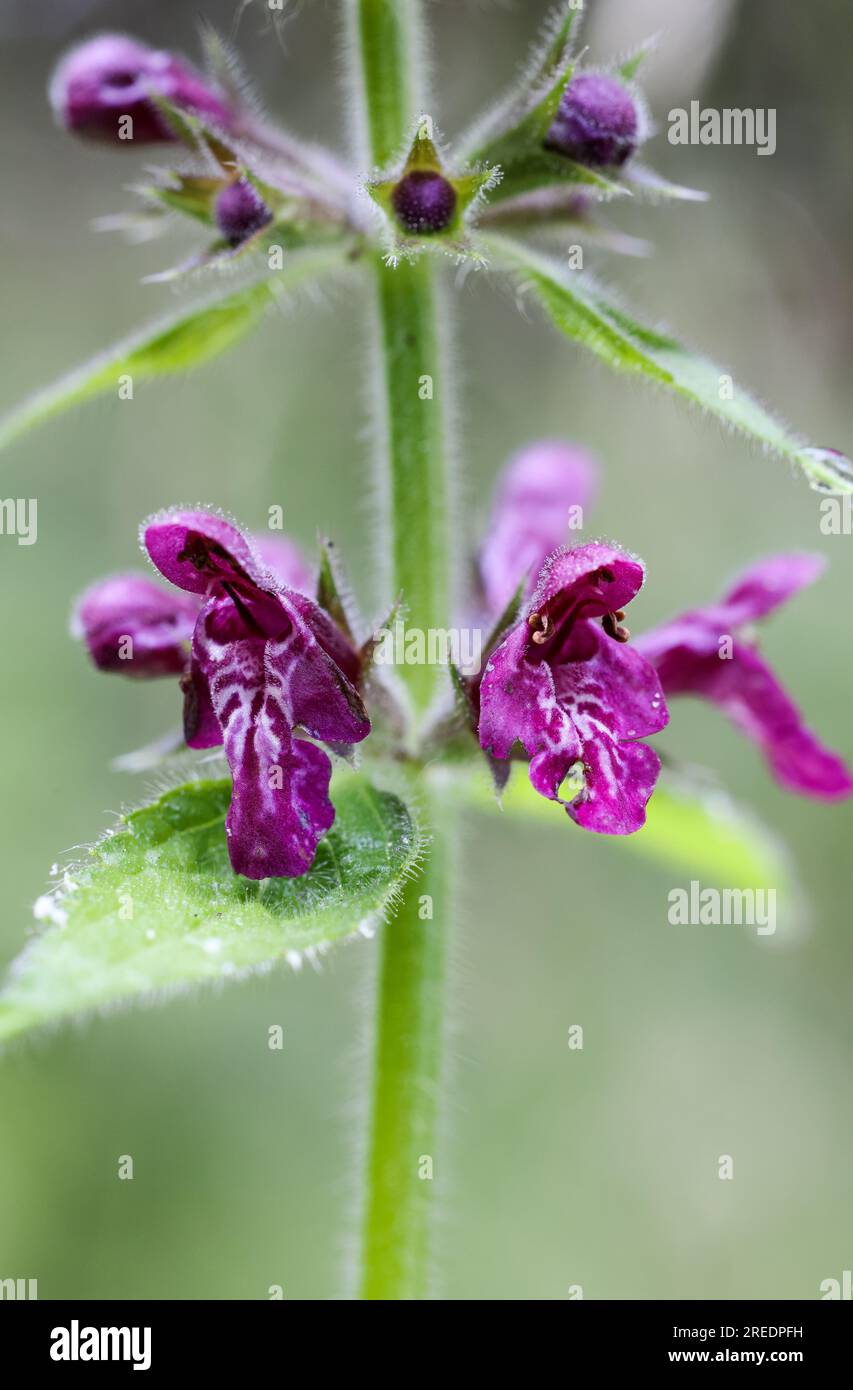 Nettle family hi-res stock photography and images - Alamy
