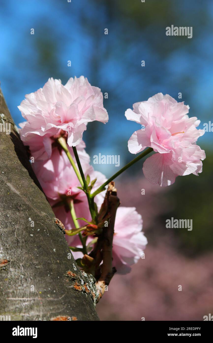 Medium close-up shot of Japanese flowering cherry tree. Shallow depth ...