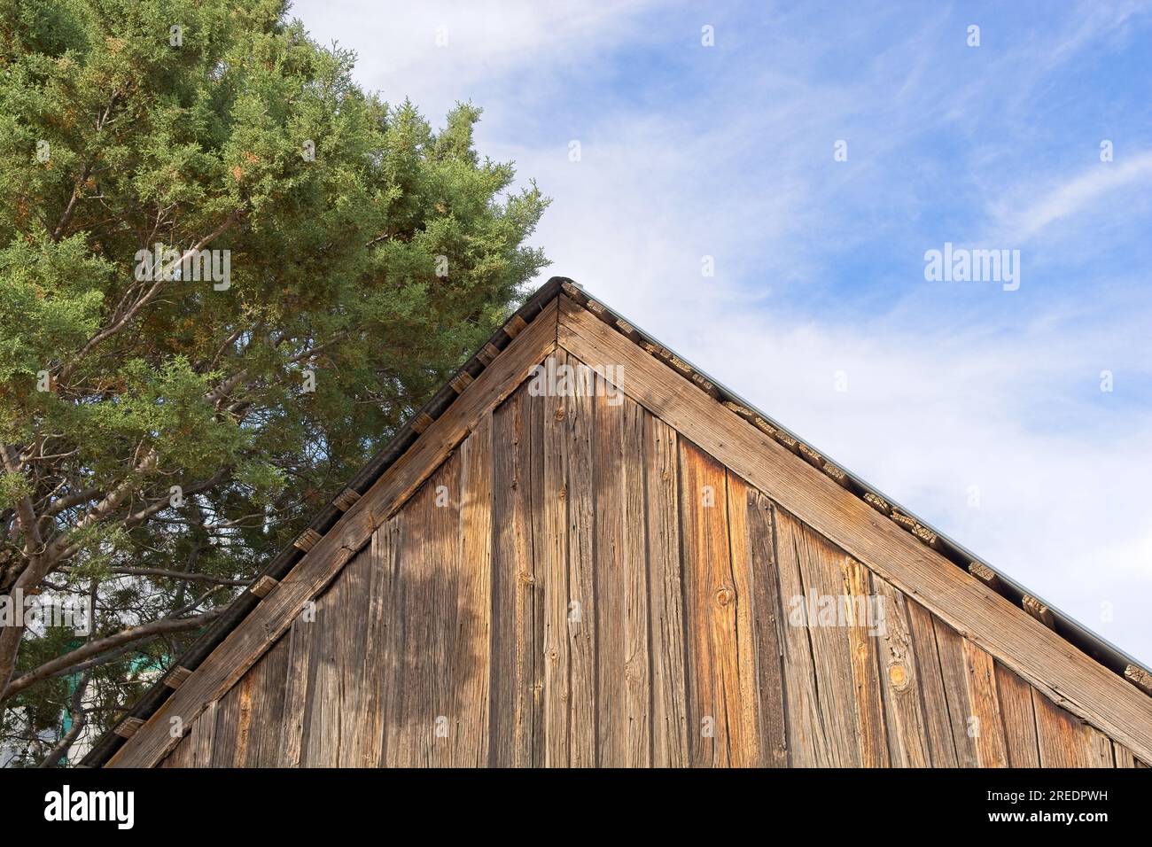 Rustic wooden board and batten barn beneath juniper tree under blue sky ...