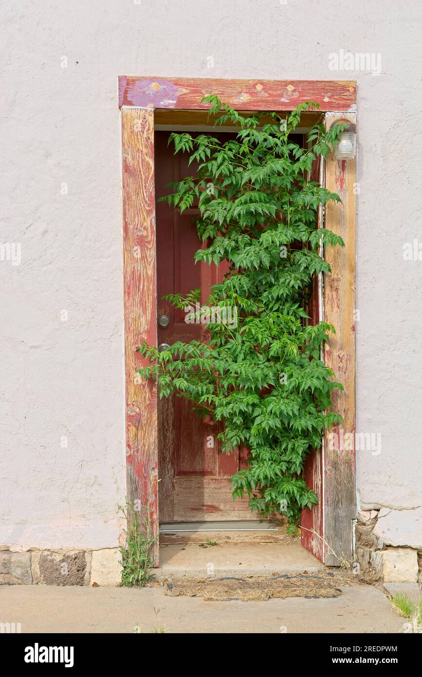 Green tree growing in abandoned wooden doorway to stucco sided house ...