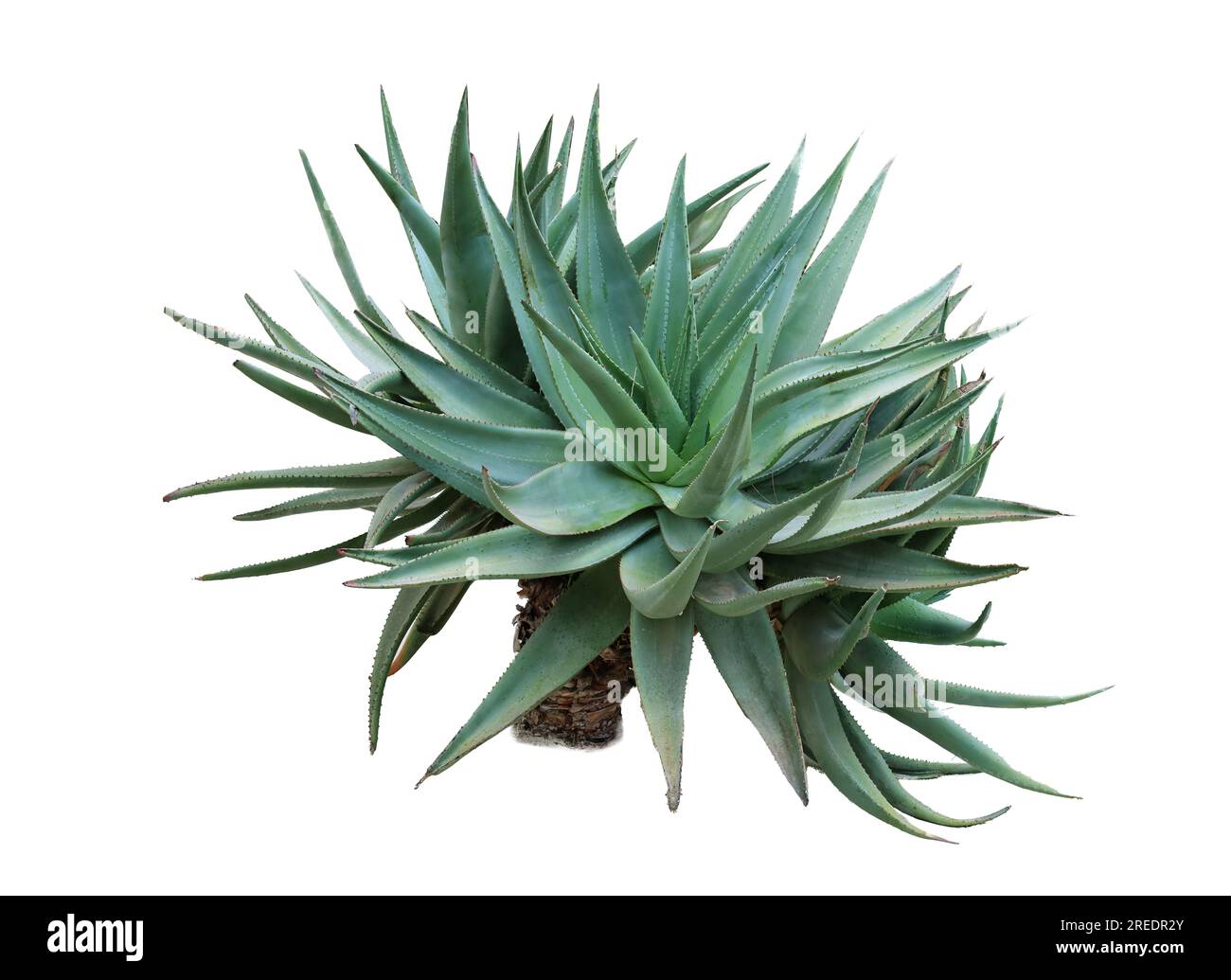 Green desert plant on white background Stock Photo - Alamy