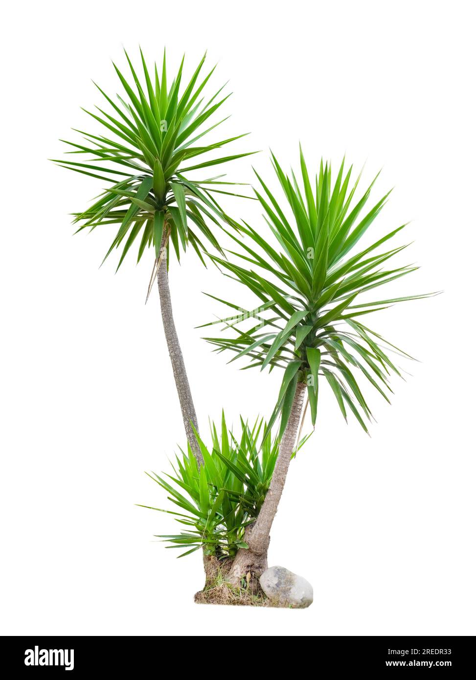 Beautiful view park tropical Cut Out Stock Images & Pictures - Alamy