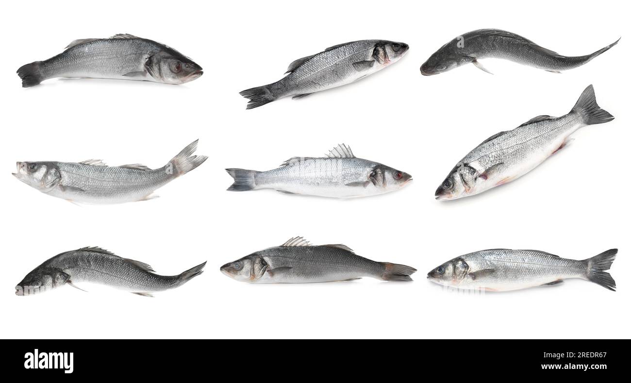 Set of raw sea bass fish on white background Stock Photo - Alamy