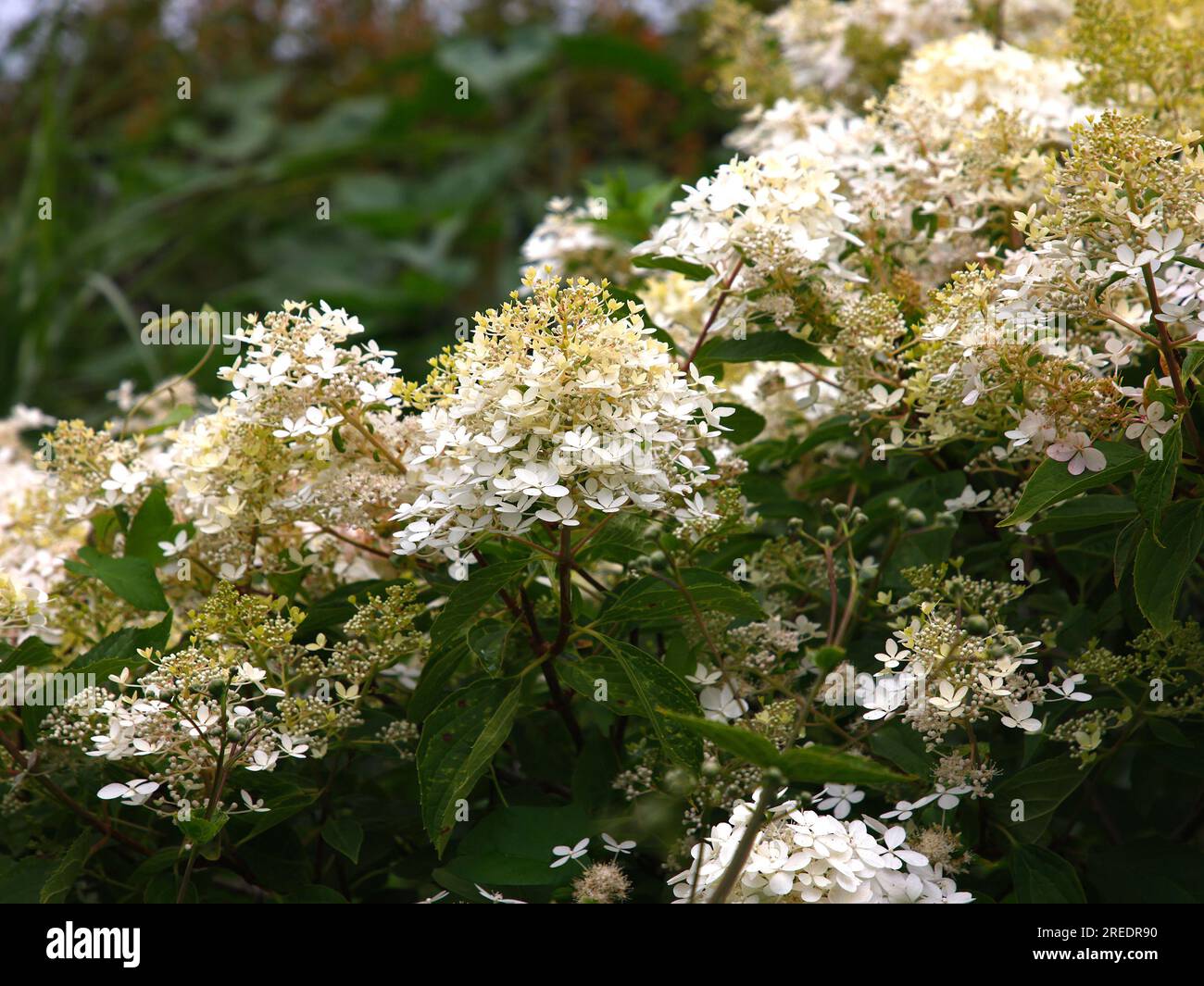 Closeup of the white flowering flower heads of the perennial garden ...