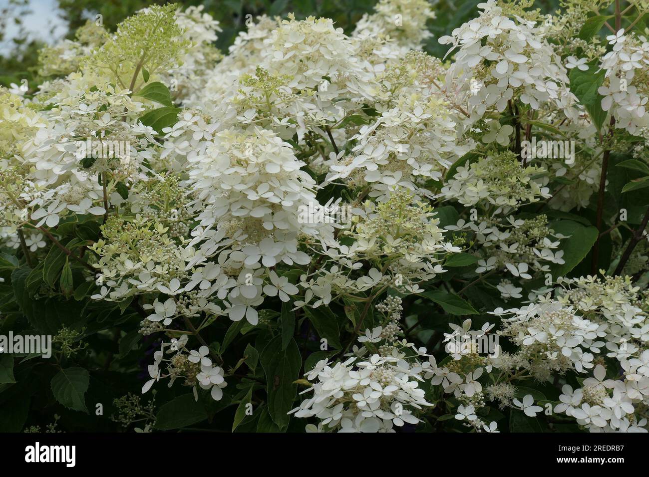 Closeup of the white flowering flower heads of the perennial garden shrub hydrangea paniculata ...