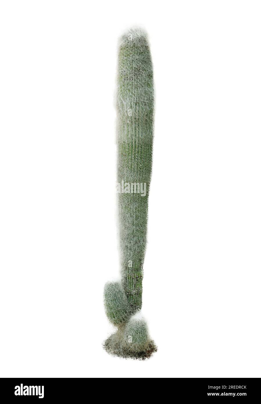 Long cactus on white background Stock Photo - Alamy