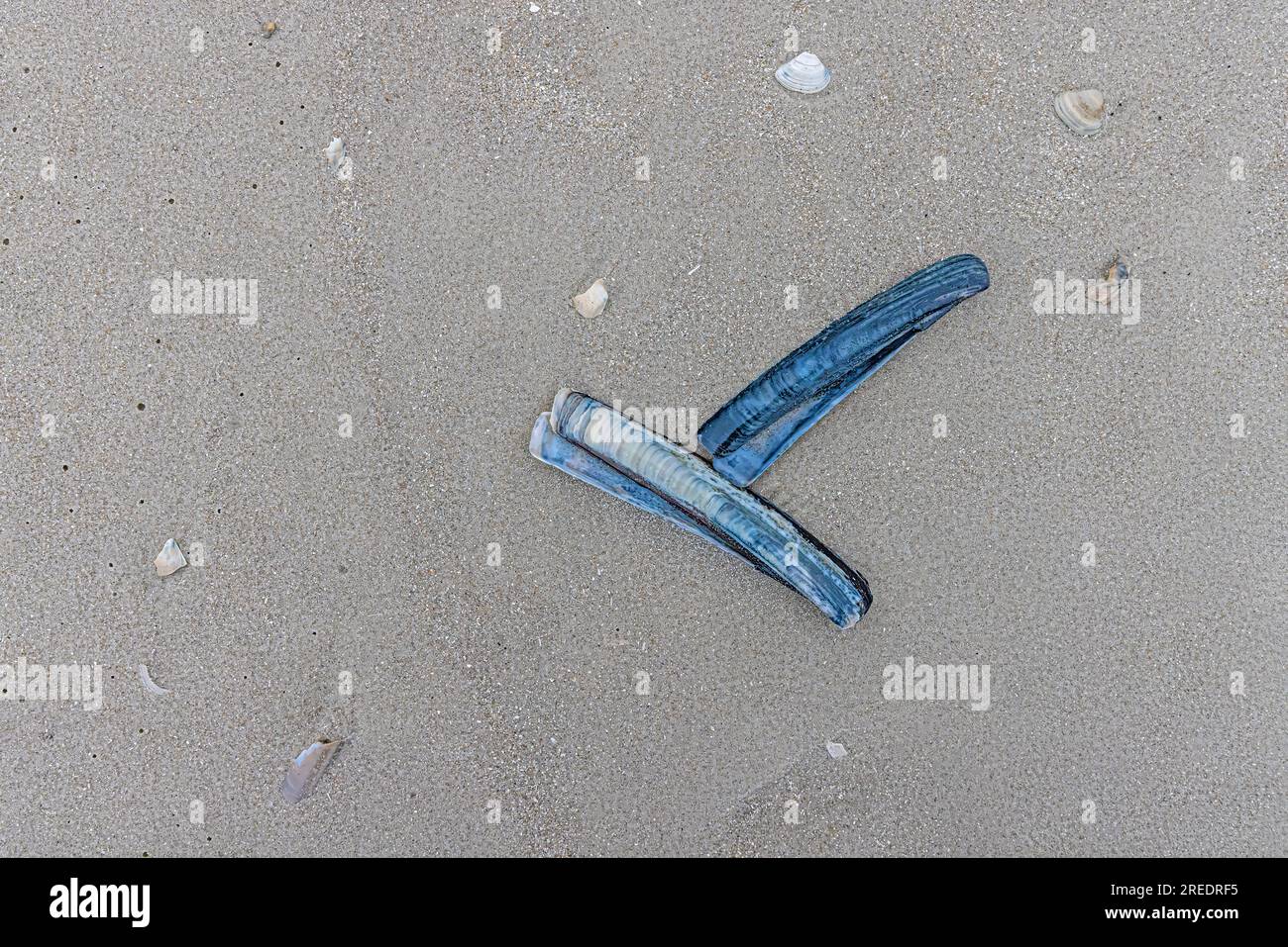 Image of shells and stones on a North Sea beach in Denmark in winter ...