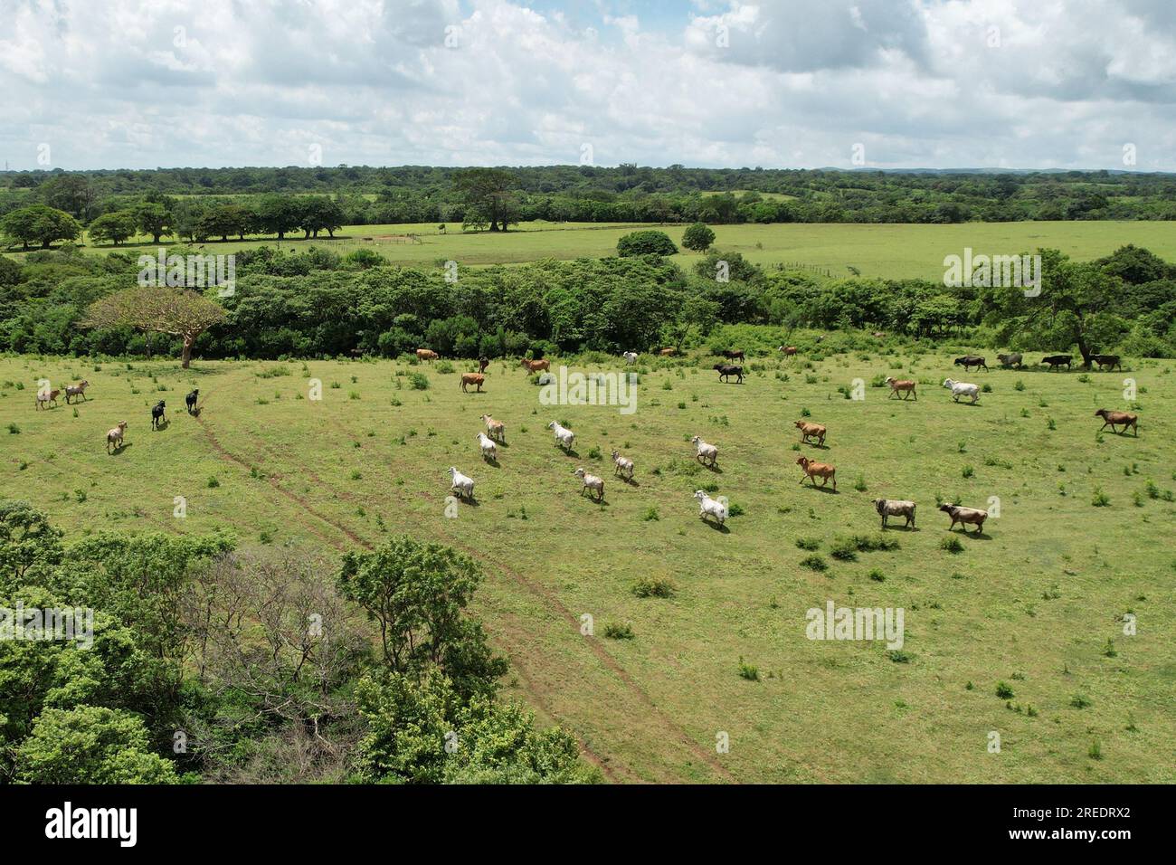 Cattle farming aerial hi-res stock photography and images - Alamy