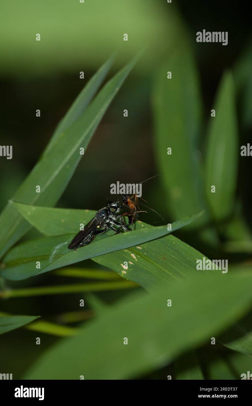 Silver Bristle Bee Feasting on Red Insect Stock Photo - Alamy
