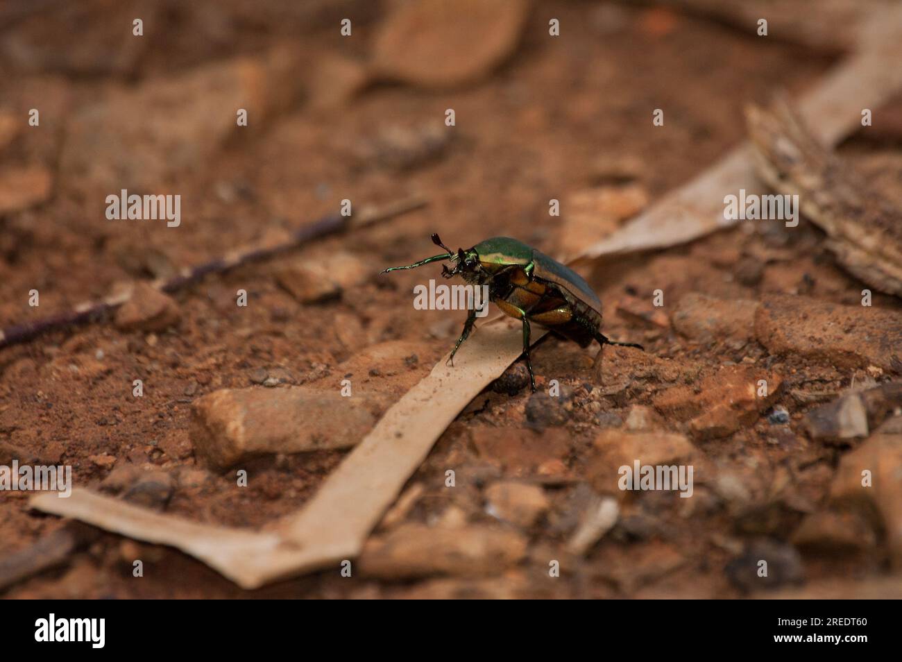 Beetle bugs hi-res stock photography and images - Alamy