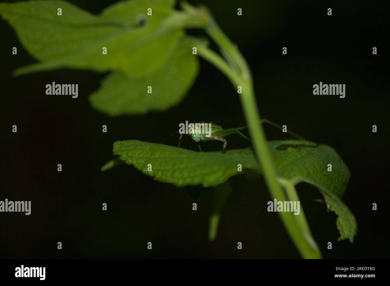 Green Katydid Cricket with White Yellow Face Stock Photo - Alamy