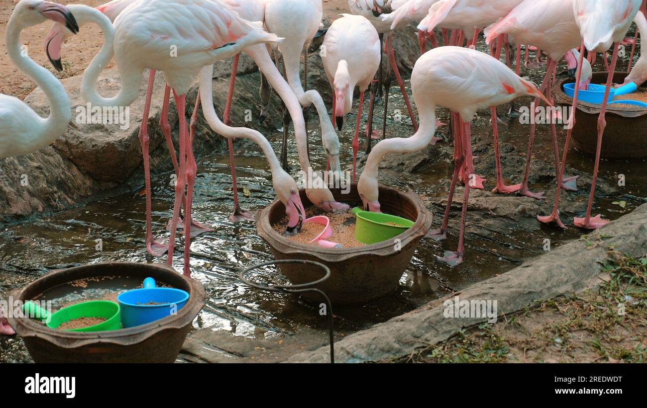 Flock of pink flamingos eating in pond Stock Photo - Alamy