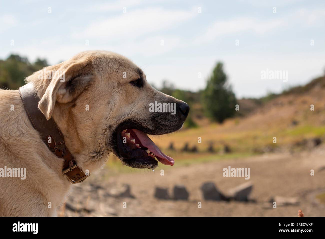 Shepherd dog, of the Leonese mastiff breed, photographed in its rural ...