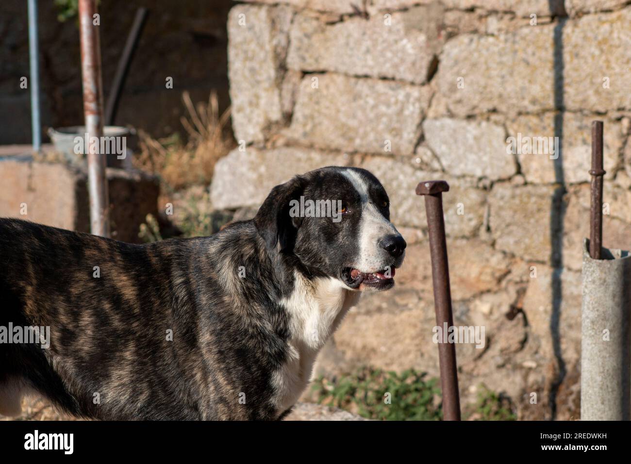 Leonese sheepdog hi-res stock photography and images - Alamy
