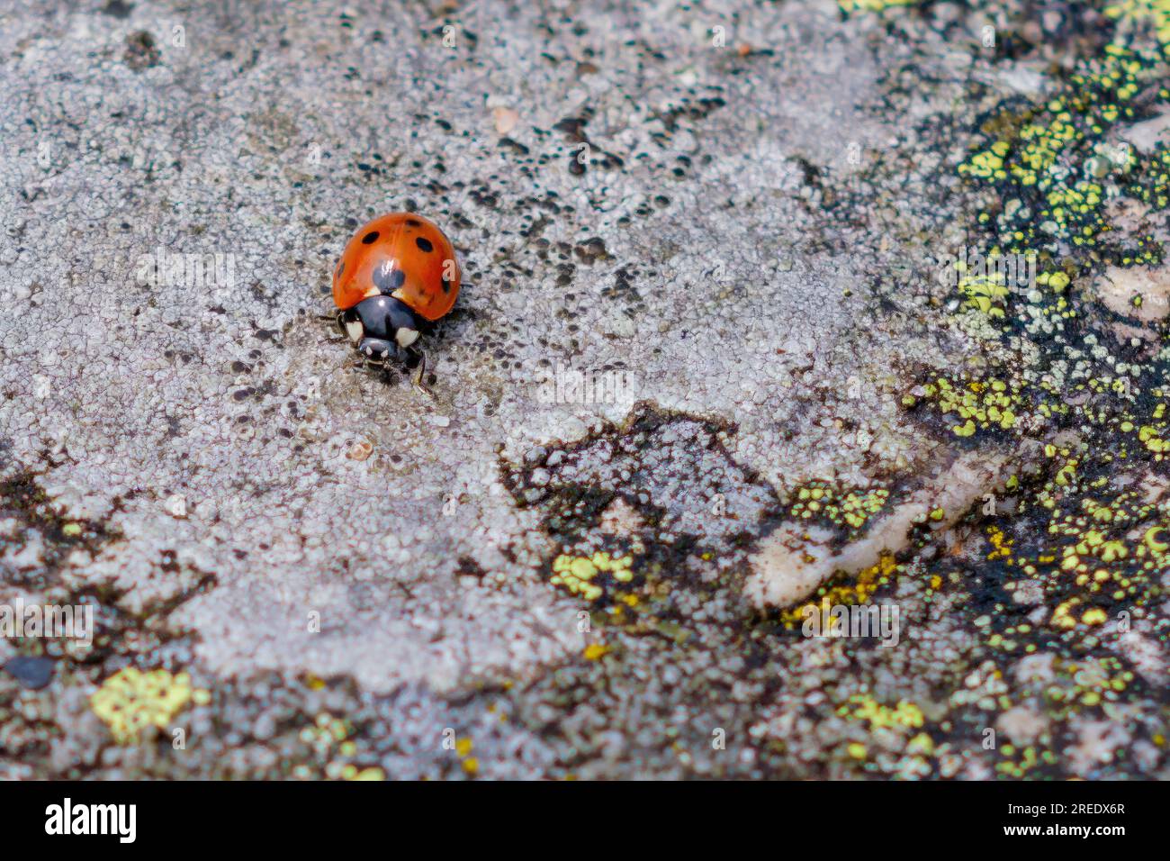 A lady bug is making its way on a rock covered by lichen, on the coast ...