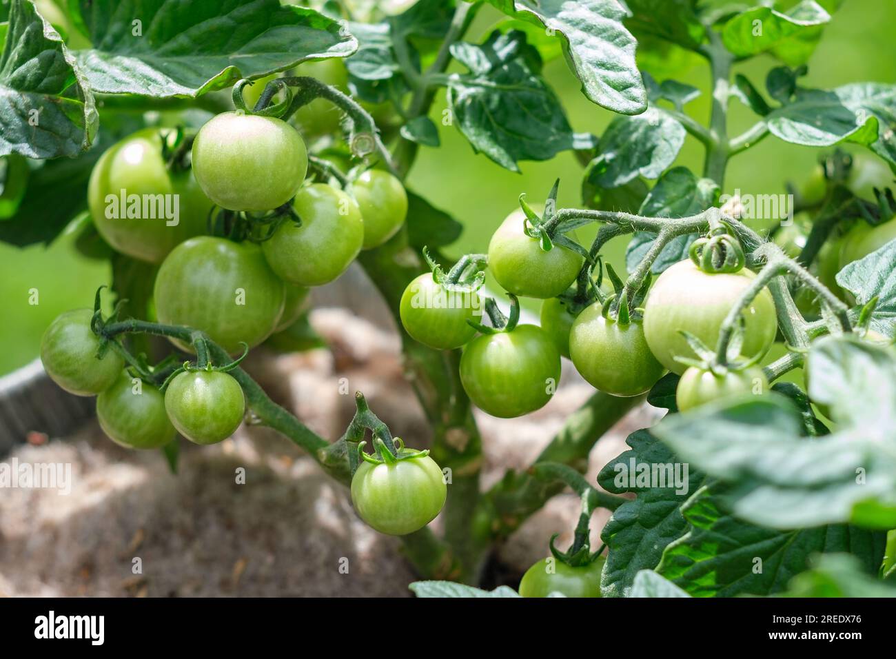 Growing cherry tomatoes on the vine, still green and plentiful Stock Photo - Alamy