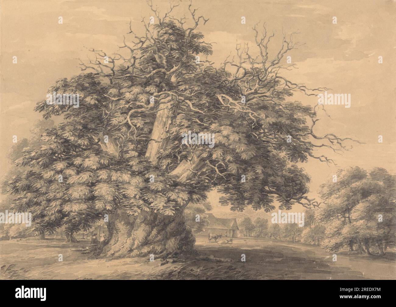 The Chestnut Tree at Little Wymondley, Hertfordshire by Thomas Hearne ...