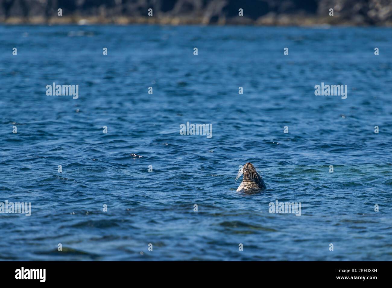 Calf of man isle seal hi-res stock photography and images - Alamy