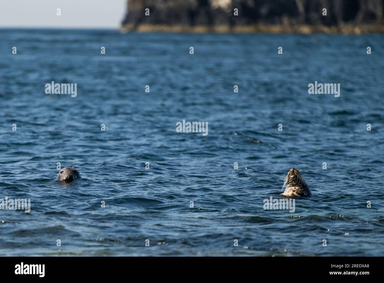 Atlantic Grey Seals bob in the waves in Calf Sound off the Isle of Man ...