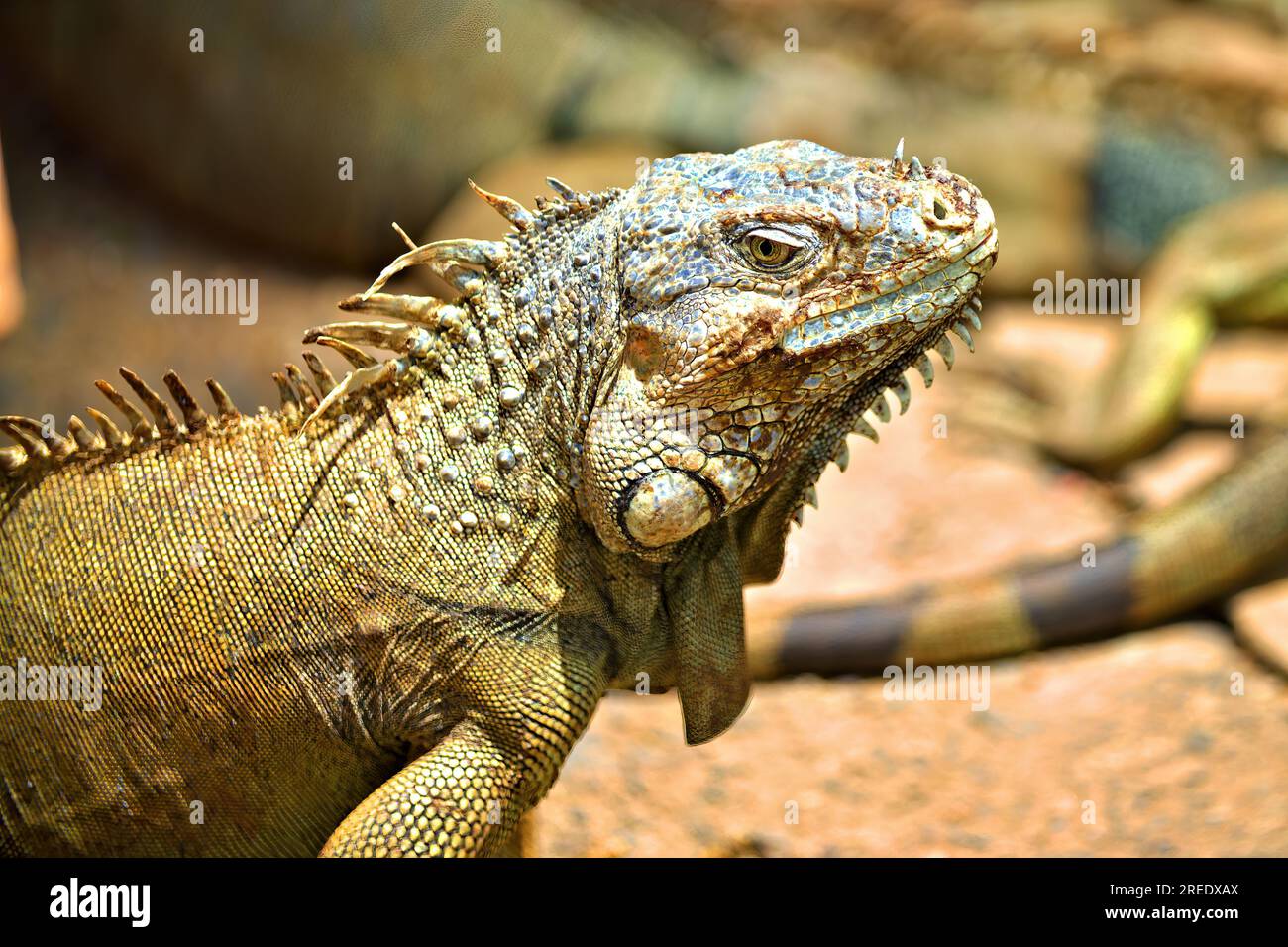 Caribbean reptiles hi-res stock photography and images - Alamy