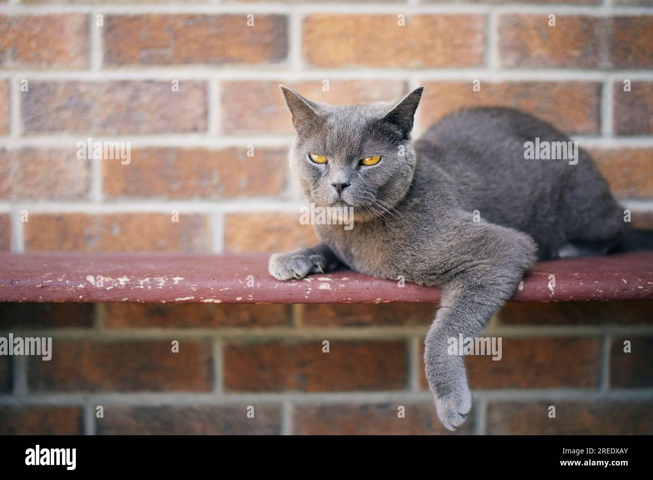 Cute cat lying on bench against brick wall and staring down. Portrait ...