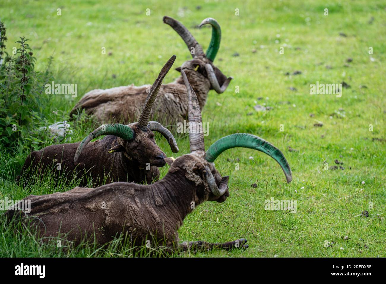 Protected designated At Risk rare breed, Manx Loaghtan Sheep with their ...