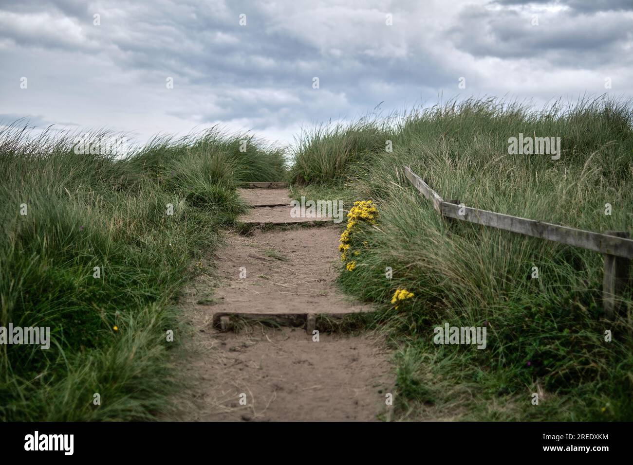 Sandy steps in a path through sand dunes Stock Photo - Alamy