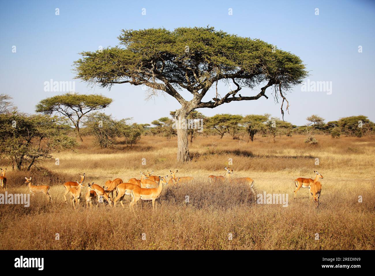 Tanzania family safari trip hi-res stock photography and images - Alamy