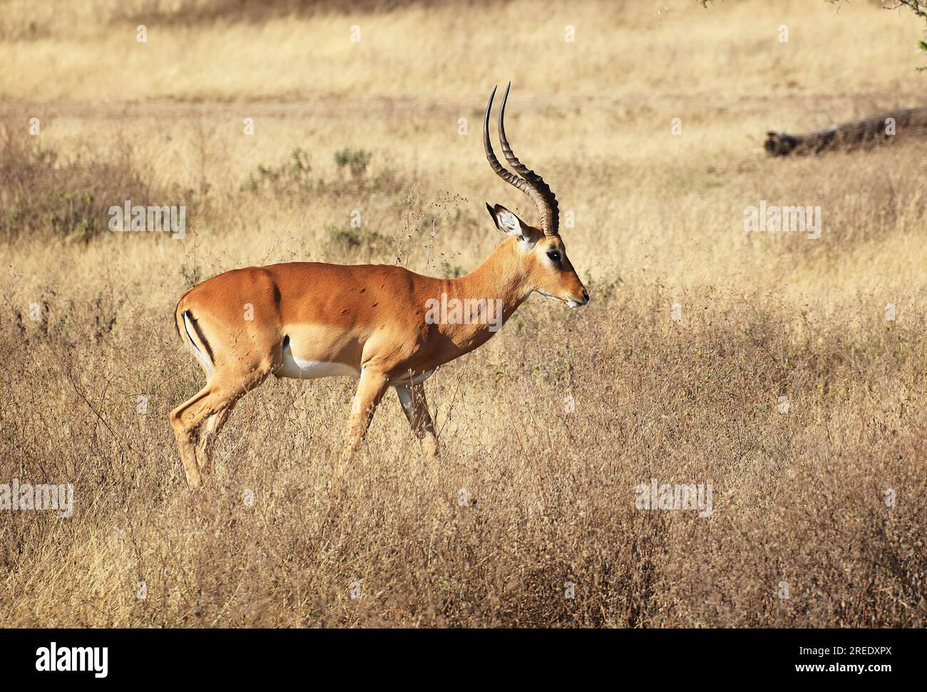 mpala (Aepyceros) in Serengeti National Park, Tanzania, East Africa ...