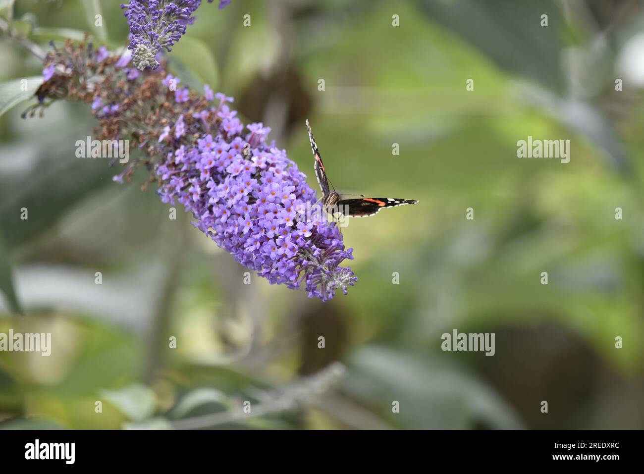 Close-Up Facing Image of a Red Admiral Butterfly (Vanessa atalanta ...