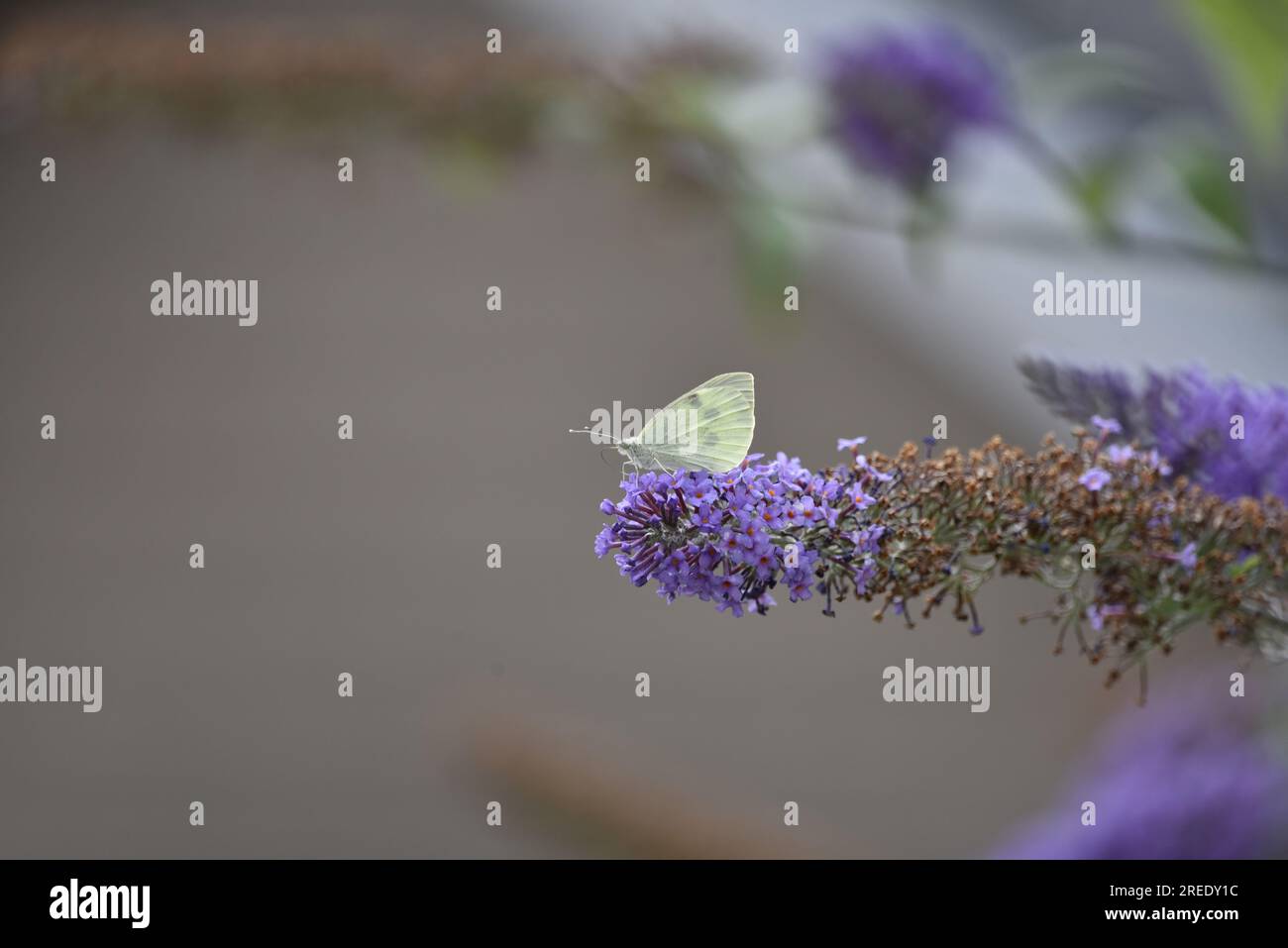 Profile of butterfly hi-res stock photography and images - Alamy
