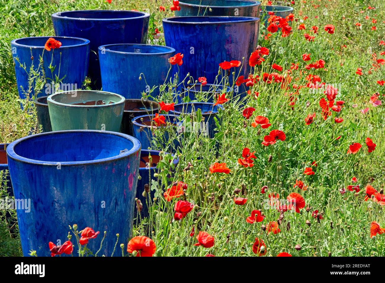 Bright red poppy blossoms (Papaver) blowing in wind beside shiny blue ...
