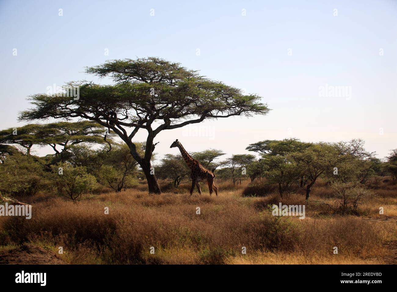 Maasai Giraffe (Giraffa tippelskirchi) and Umbrella Tree in Serengeti ...