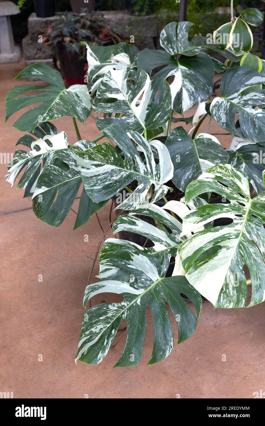 Monstera deliciosa 'Variegata' plant in a container Stock Photo - Alamy