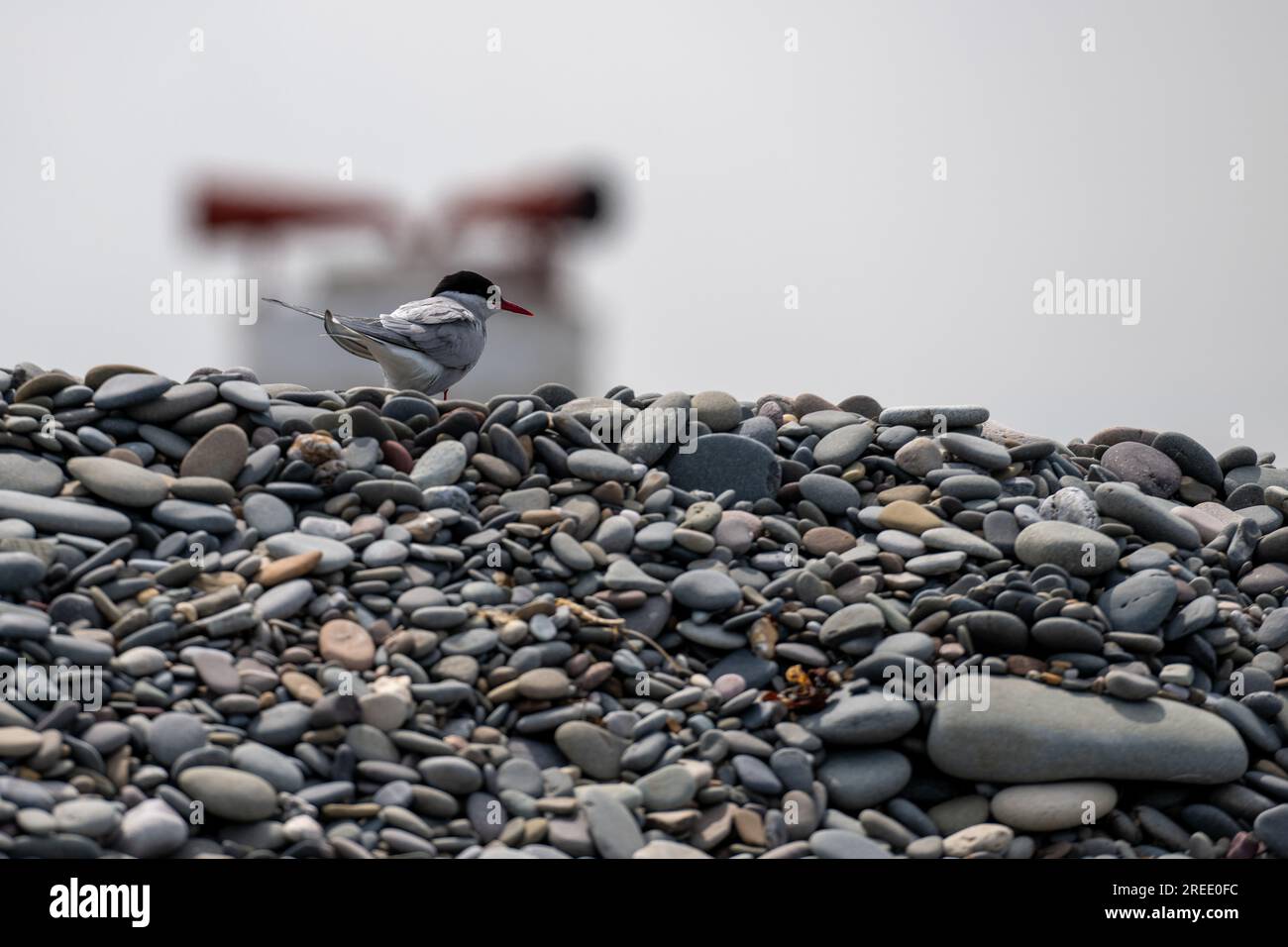 Artic Tern (Sterna paradisaea) stands on the shoreline pebbles against ...
