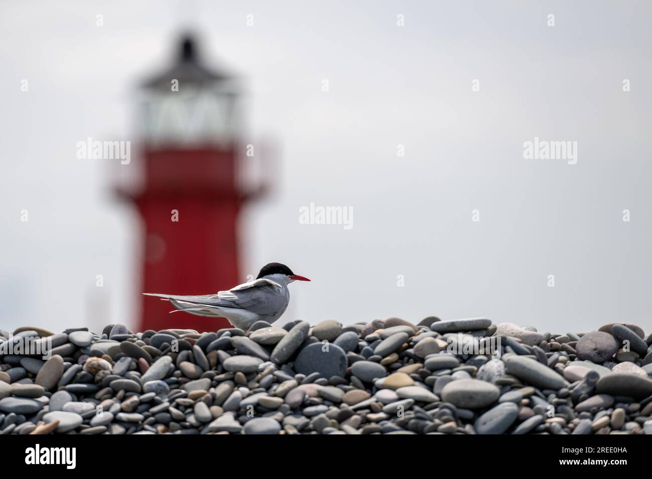 Artic Tern (Sterna paradisaea) stands on the shoreline pebbles against ...