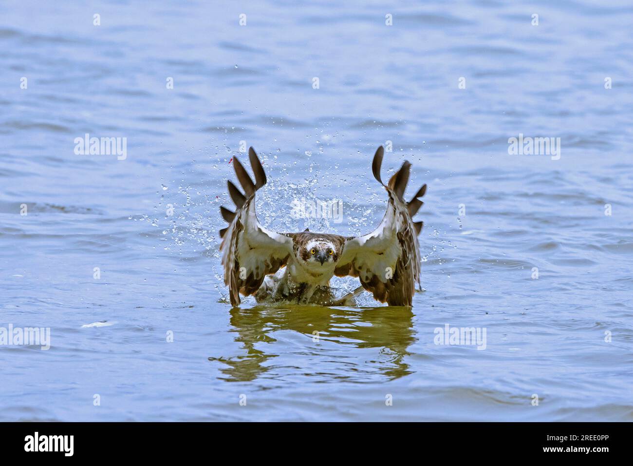 Western osprey (Pandion haliaetus) with caught fish in its talons ...