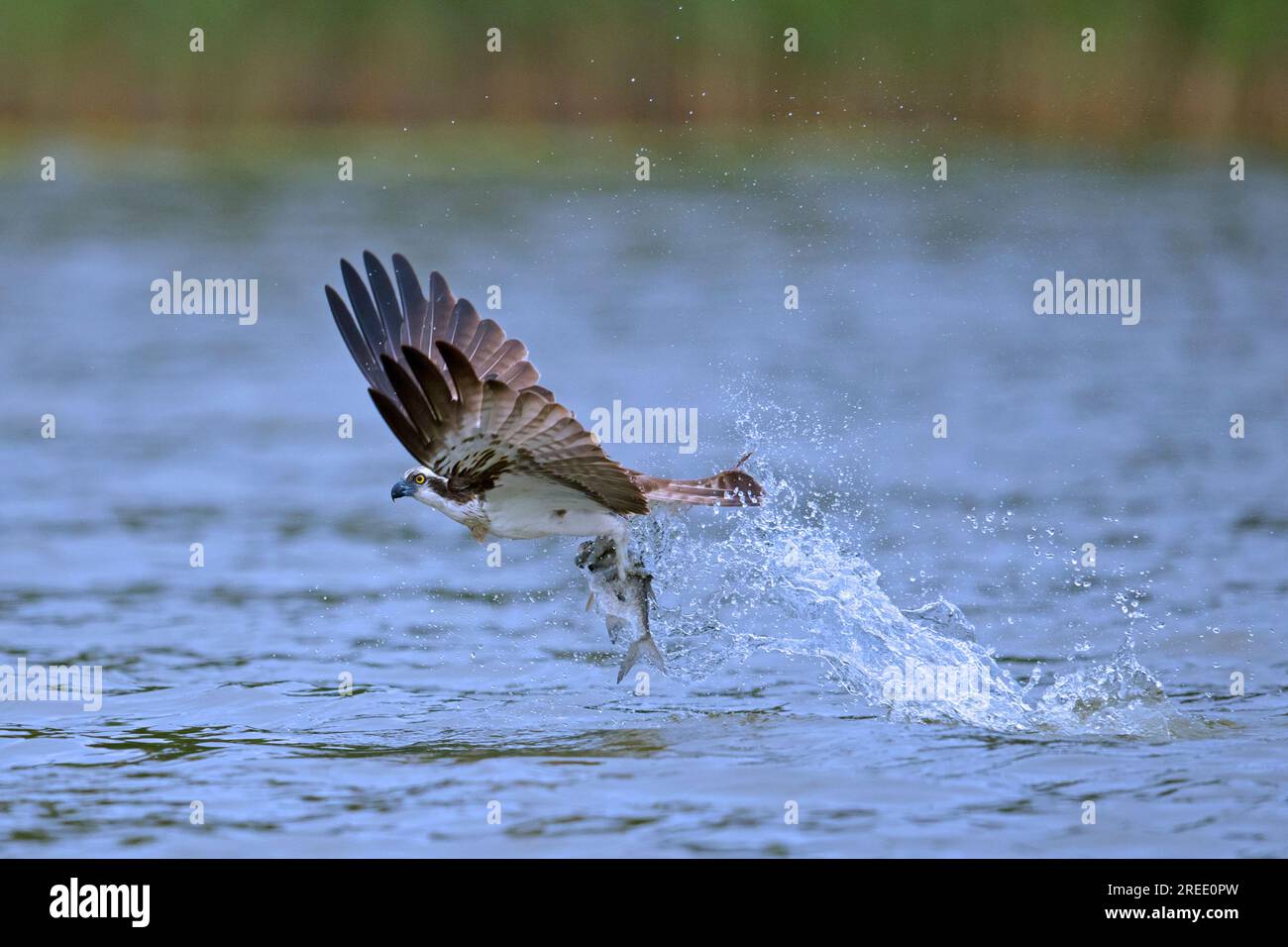 Western osprey (Pandion haliaetus) catching fish in its talons from ...
