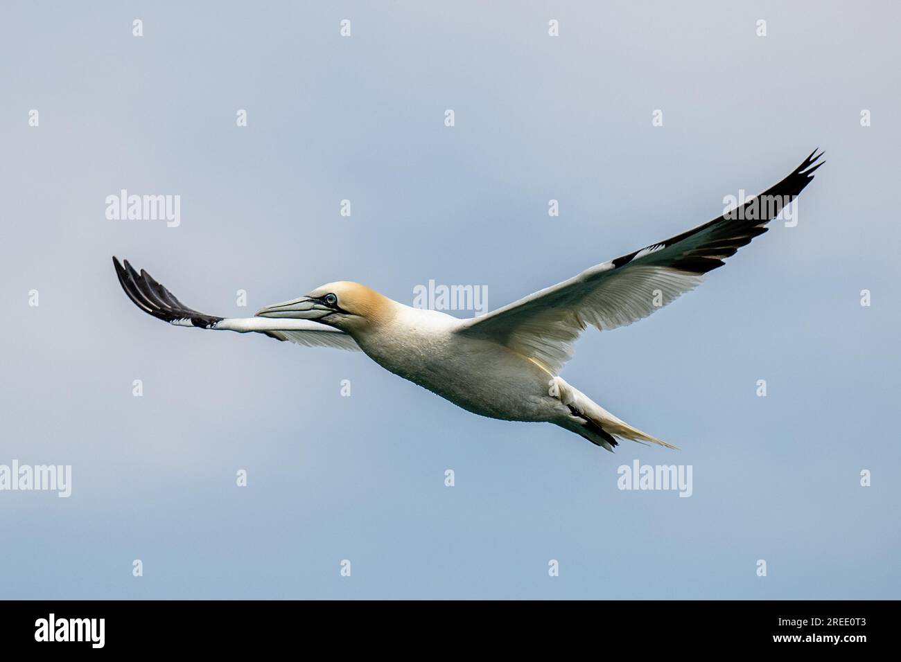 Black eyed gannet hi-res stock photography and images - Alamy