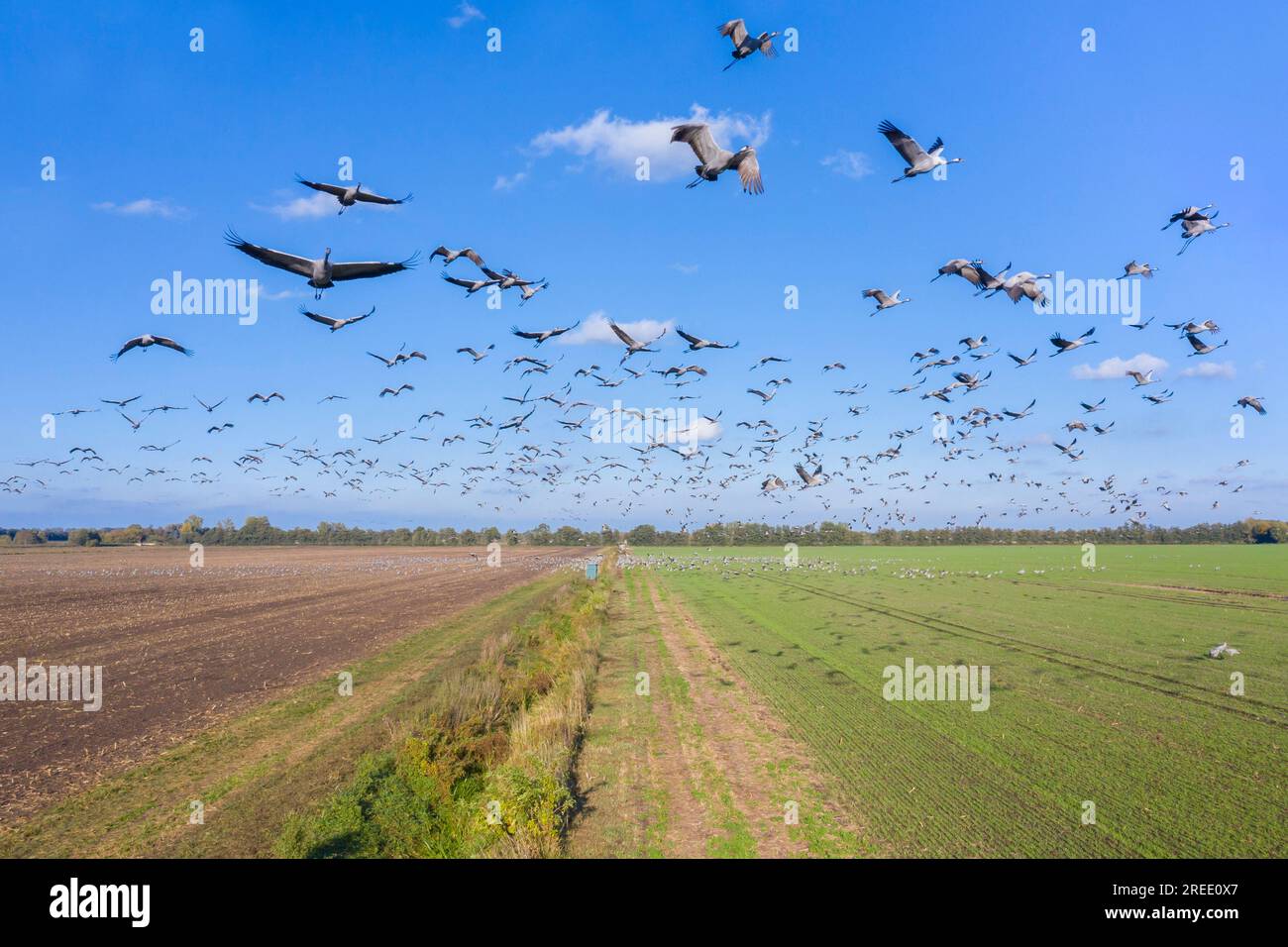 Migrating flock of common cranes / Eurasian cranes (Grus grus) flying ...